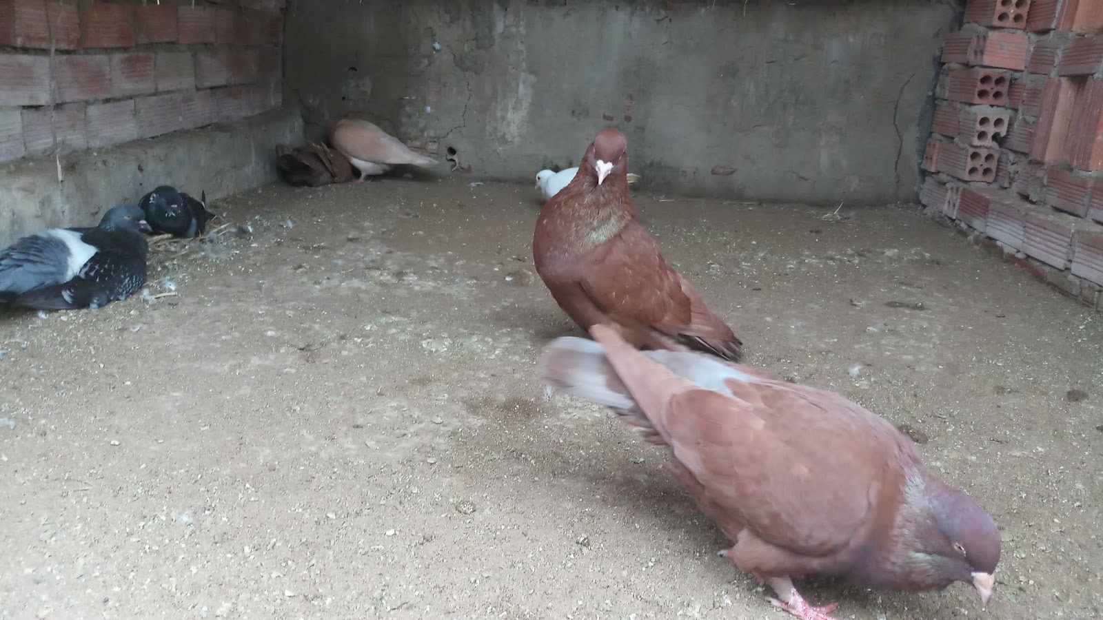 Bồ Câu Làm Sạch Tươi Ngon - Chợ Sạch Sài Gòn